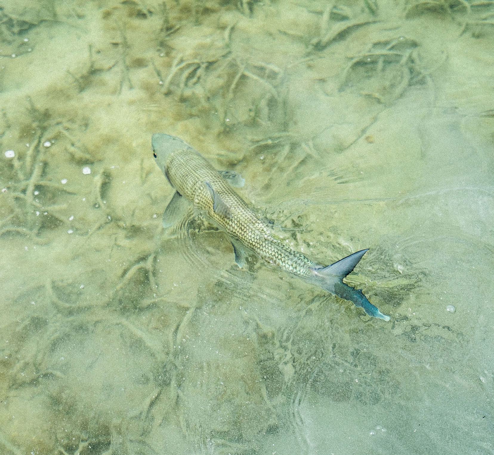 Of Interest: Bonefishing | Huckberry