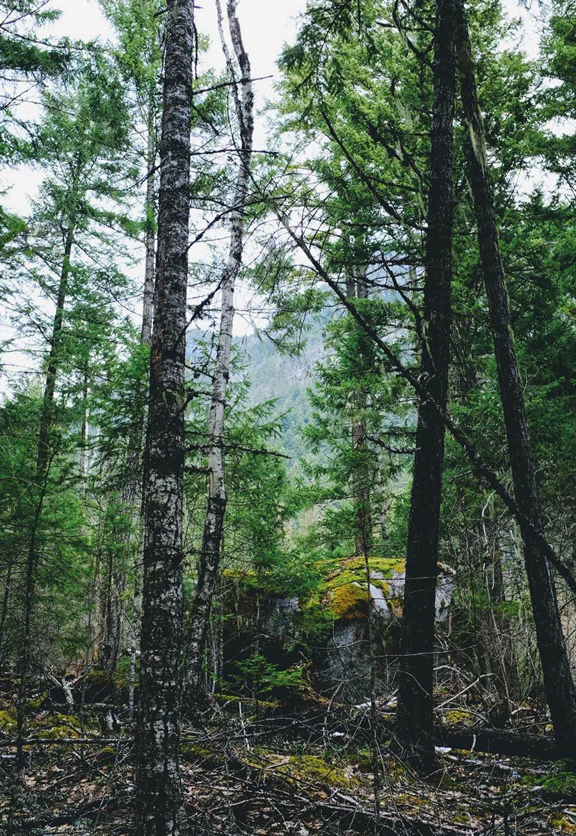 How To Build Your Dream Home In The Woods | Huckberry