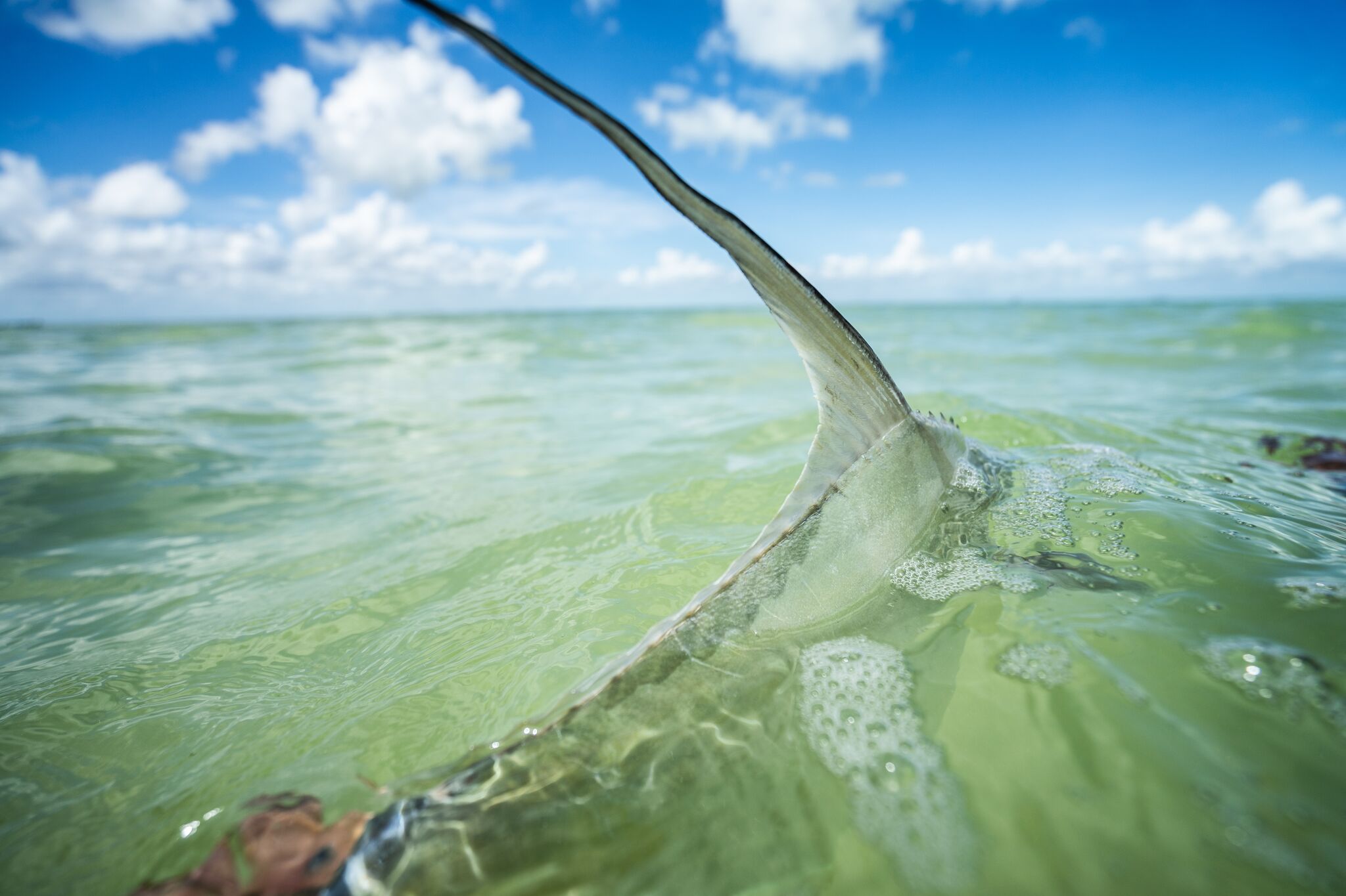 The Toughest Fish to Catch in the World | Huckberry
